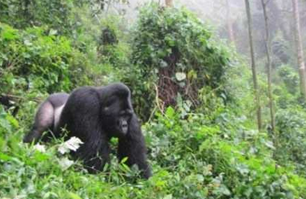 Bwindi Mountain Gorillas at 400 | Bwindi Impenetrable National Park