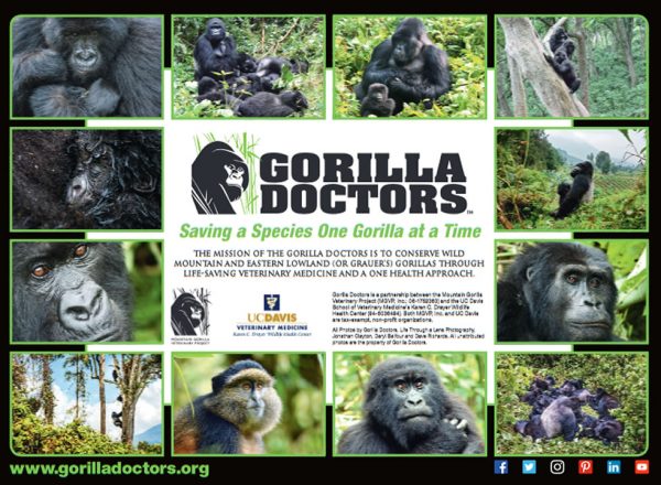 Gorilla Doctors - Conservation | Bwindi Impenetrable National Park