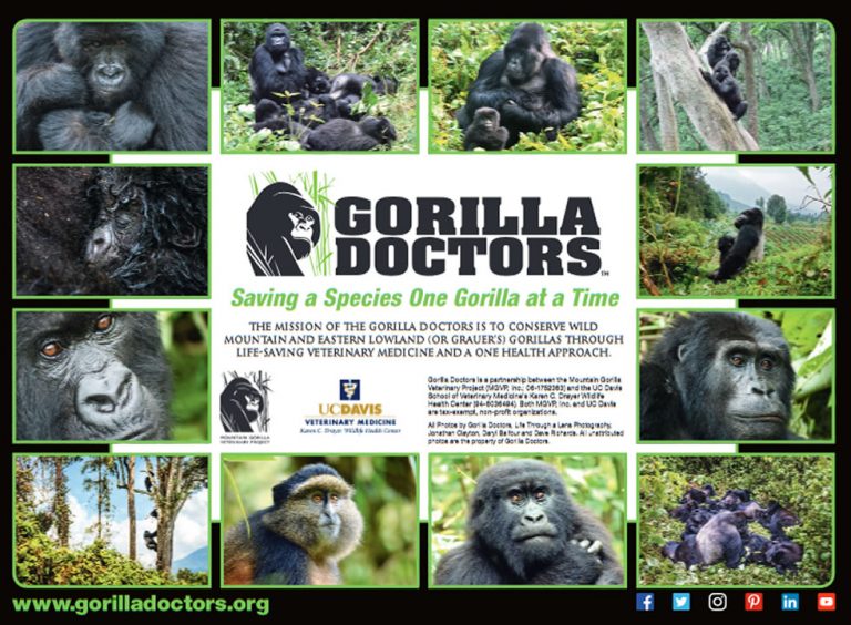 Gorilla Doctors - Conservation | Bwindi Impenetrable National Park
